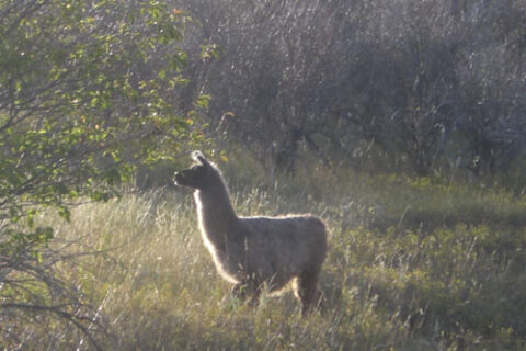 North & South American Llama History | Yellowstone Llamas