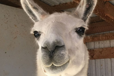 Famous Llama Who Once Roamed Yellowstone Backcountry Needs A Dentist ...